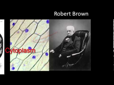 Cell theory