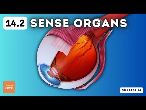 Sense Organs Video Lecture - Biology for GCSE/IGCSE - Class 10