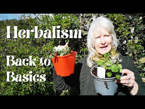 Herbalism - Back to Basics