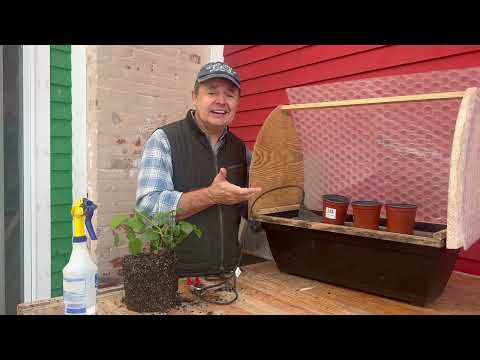 Easy home made propagator. Ideal for seeds, cuttings and plant divisions