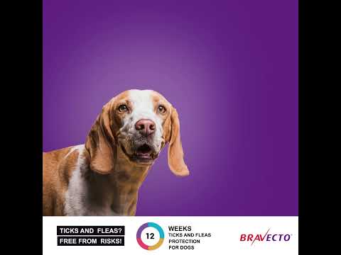 Bravecto Chewable tablets for Dogs