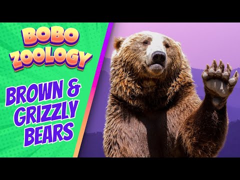 🐻 16 Great GRIZZLY and BROWN BEAR Facts for Kids | Funny Animals
