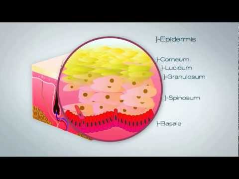 Anatomy of the Skin