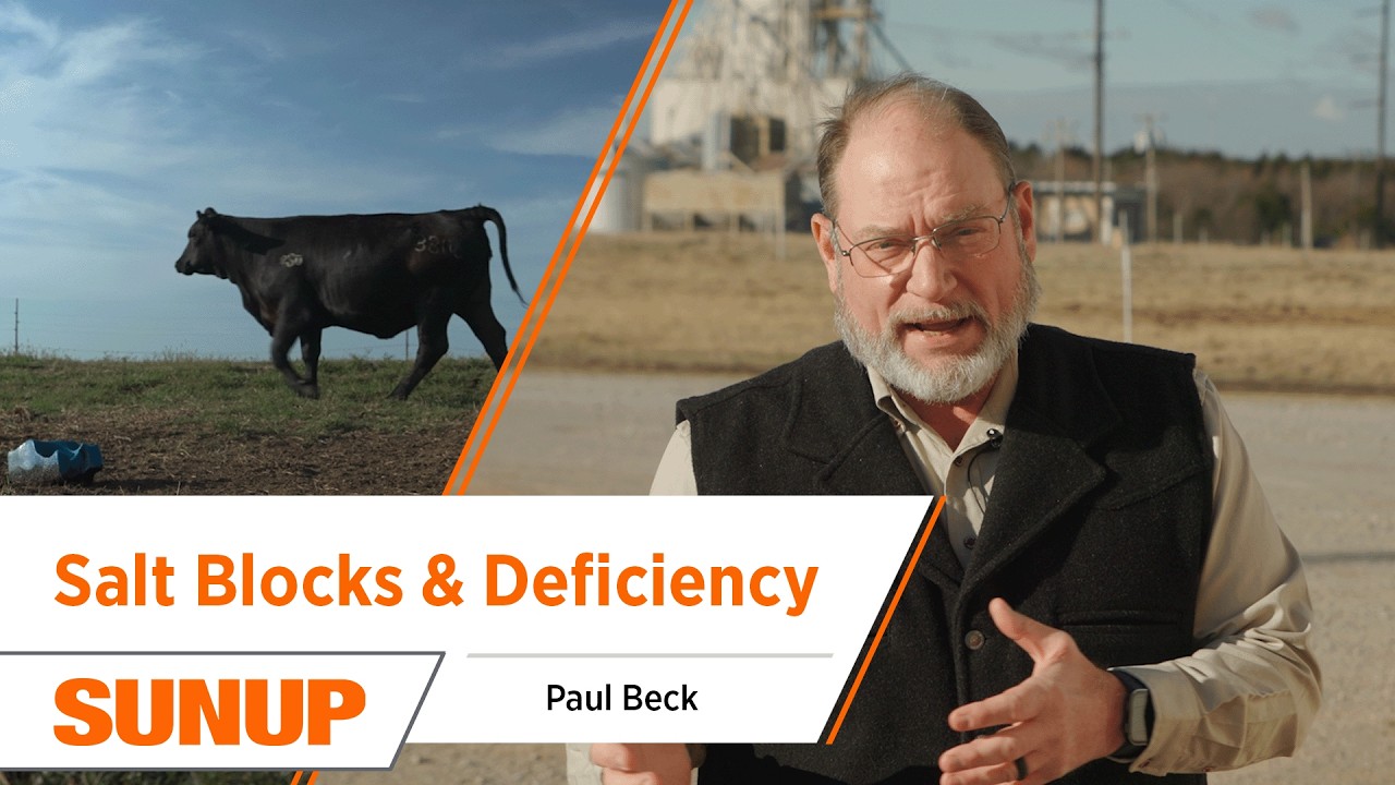 The Truth About Salt Blocks & Cattle Health
