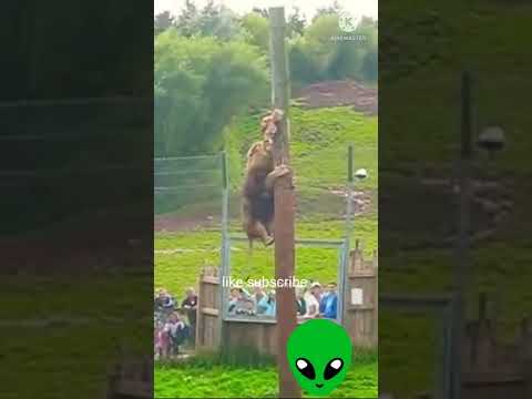 #shorts #2022 ???? lion climb tree and killed monkey wild animals ????#trending
