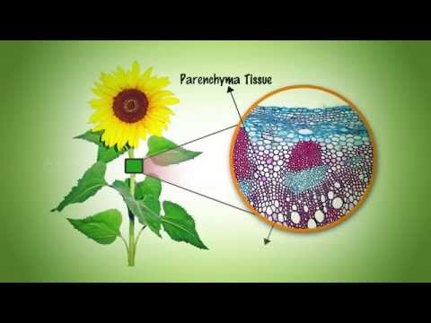 Plant and Animal Tissues - MeitY OLabs