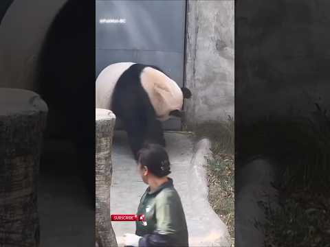 Panda attacks zookeeper 2024-09-26