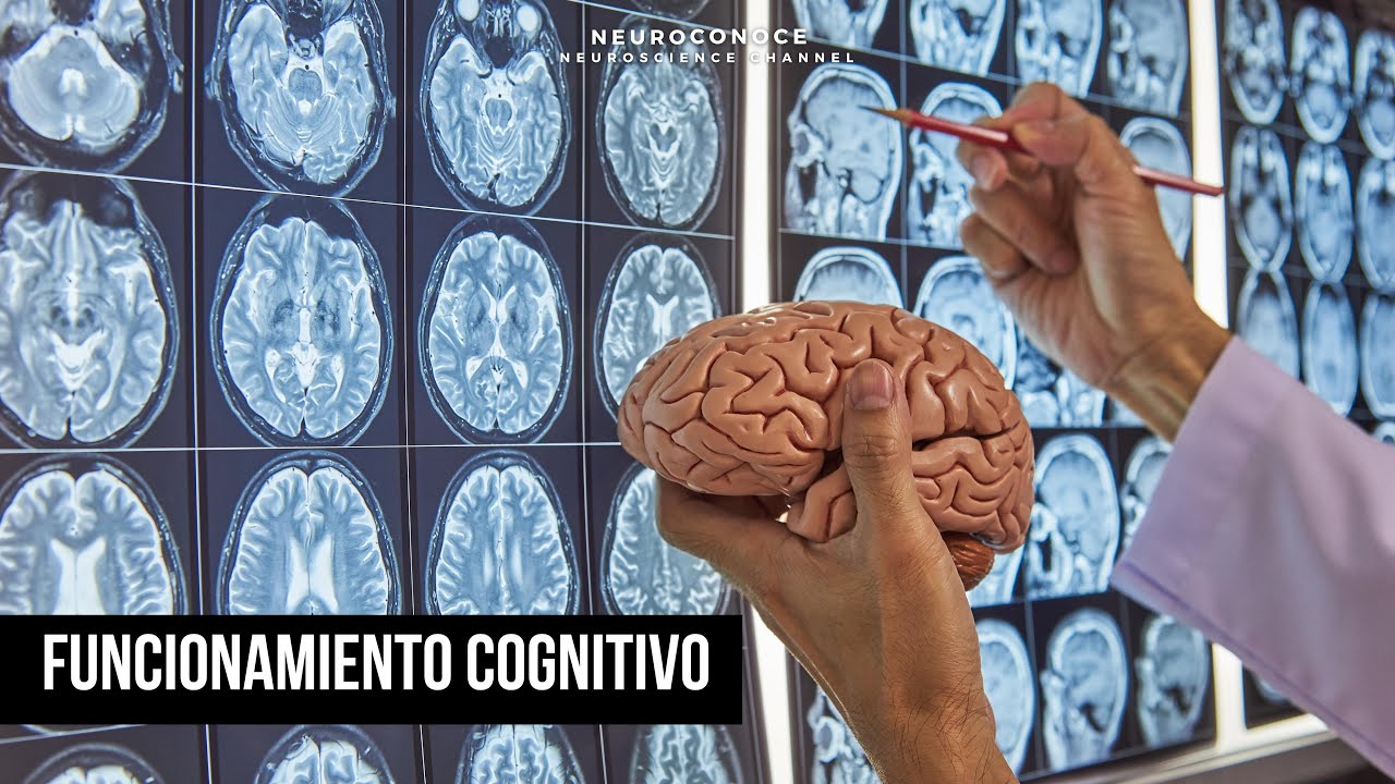 Cognitive and emotional functioning: How the brain processes cognition and emotions.
