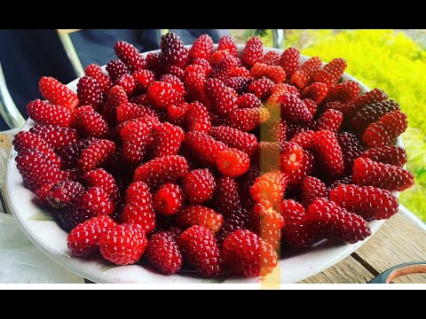 Loganberry Harvesting Revealed: Tips for successful bounty-SE3-Project Food Garden