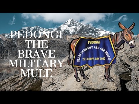 Pedongi-The brave Military Mule