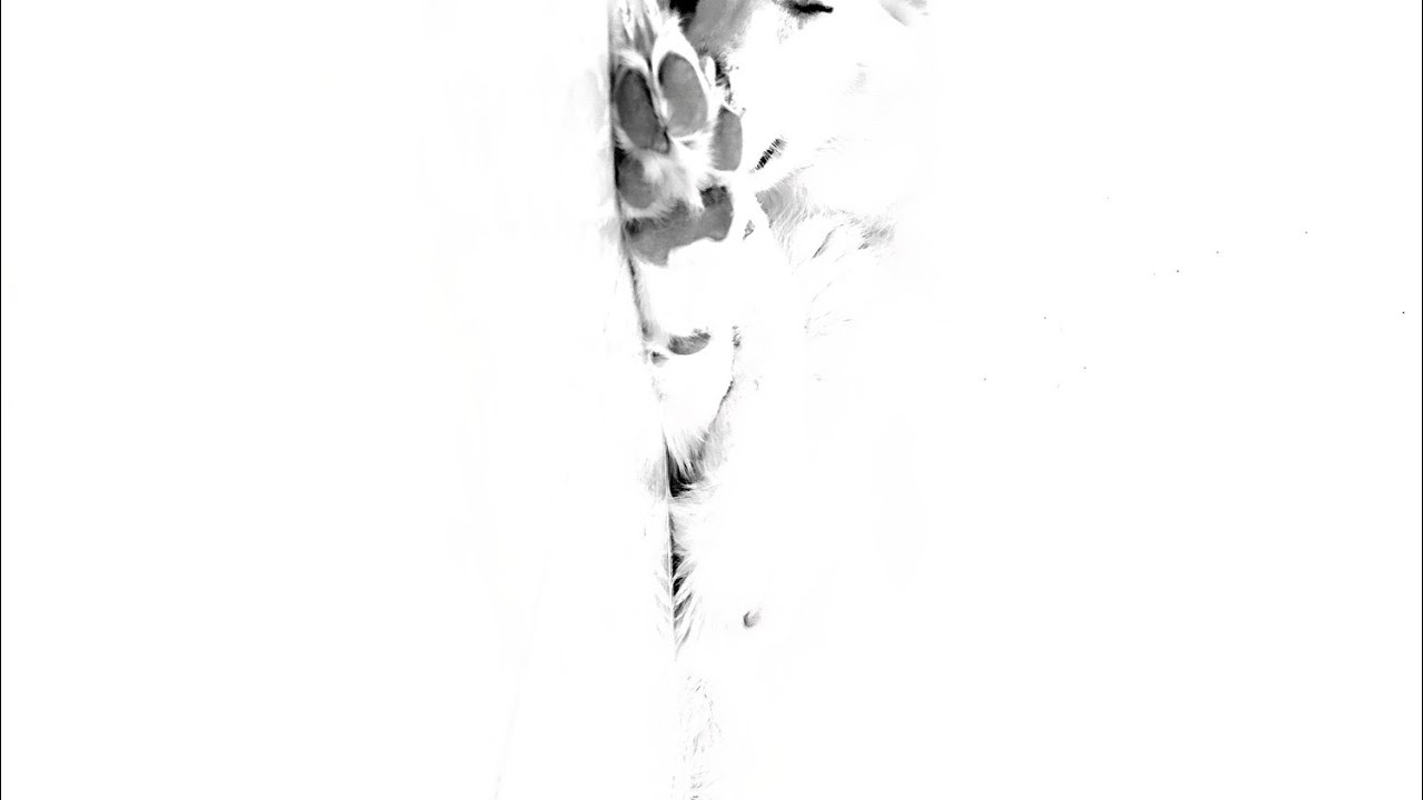 Roots (the beginning)