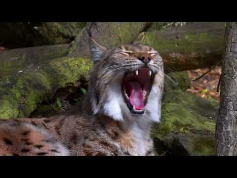 10 Wildlife Predators That Are Found In The State Of Michigan