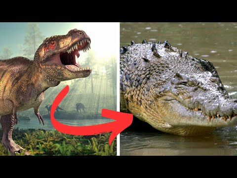 5 ANIMALS DESCENDANT From DINOSAURS