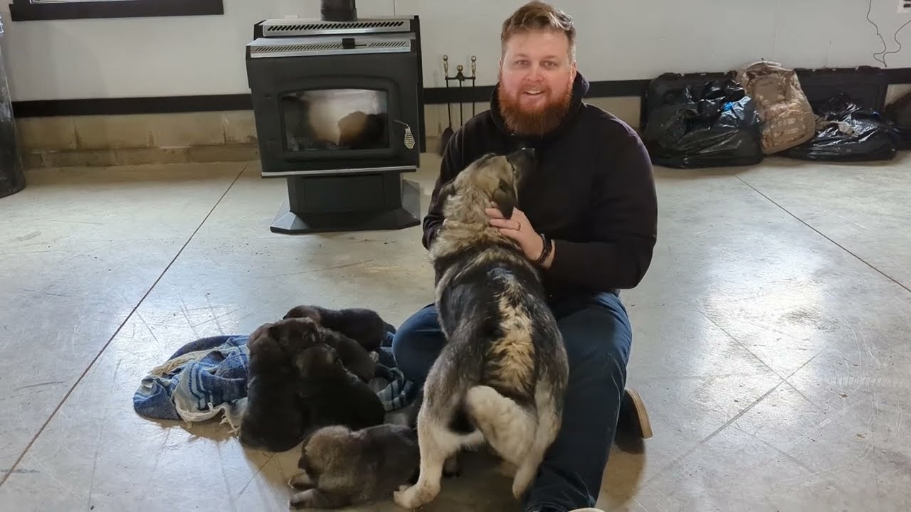 Are Norwegian Elkhounds Good Pets?