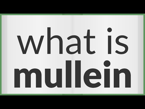 Mullein | meaning of Mullein