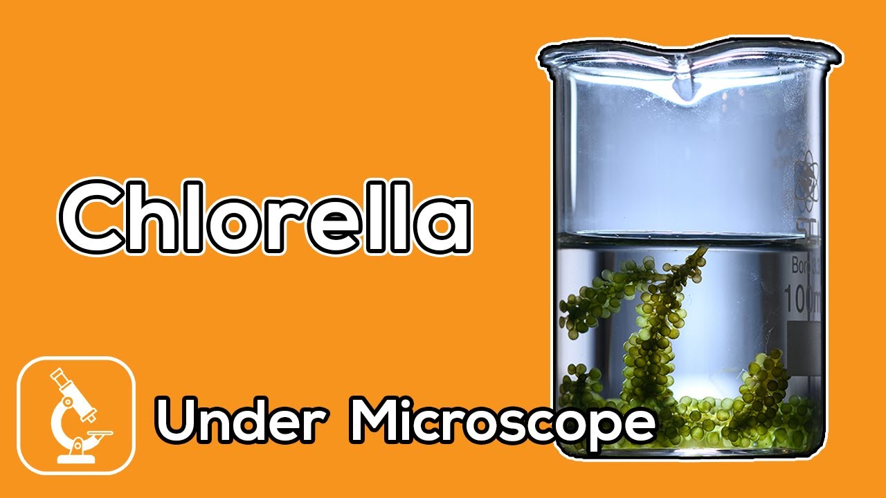 Under Microscope | What chlorella does look like under the microscope?