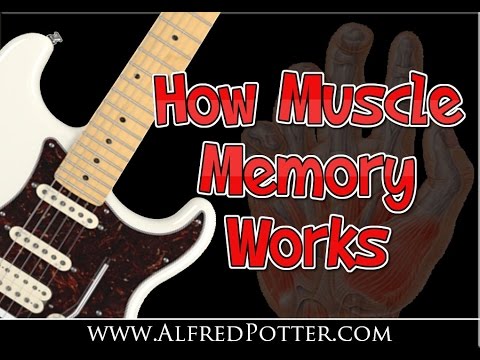 How Muscle Memory Works