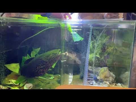 Feeding Apurensis or Jelly Catfish