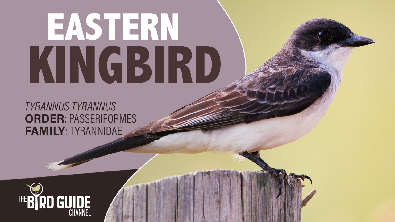 Eastern Kingbird | Field and Stream (The Bird Guide Channel)