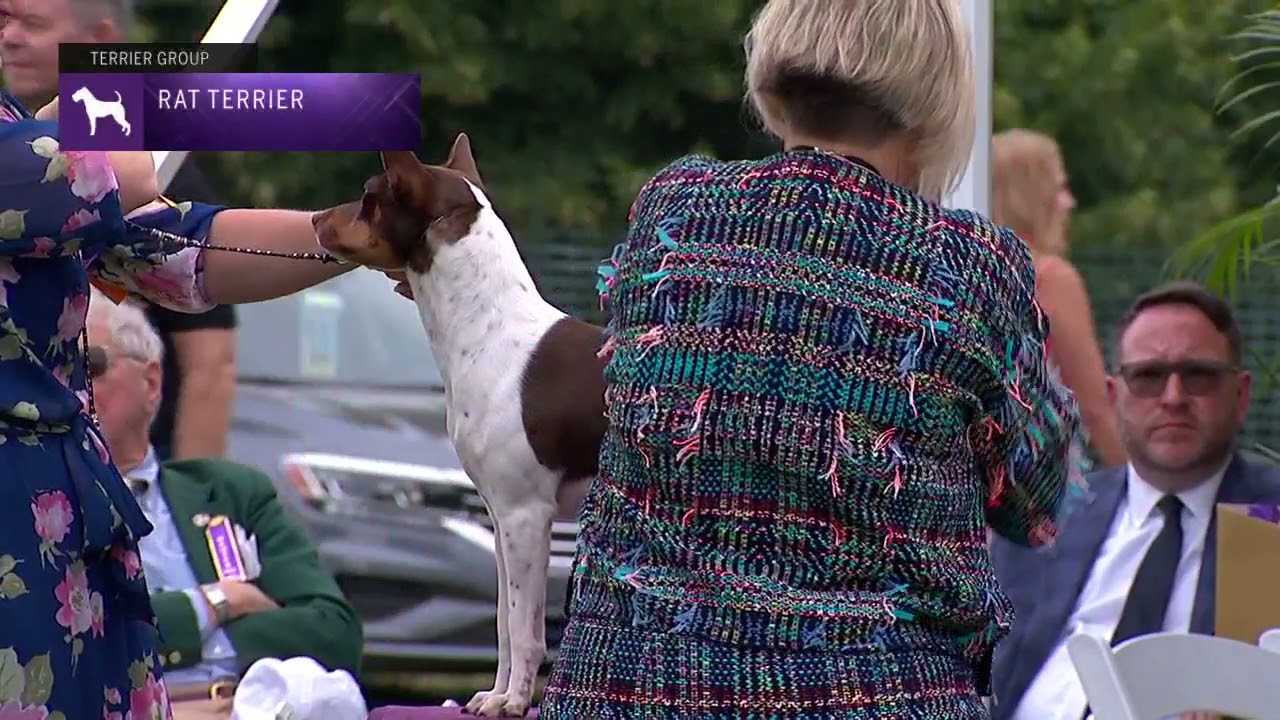 Rat Terriers | Breed Judging 2021
