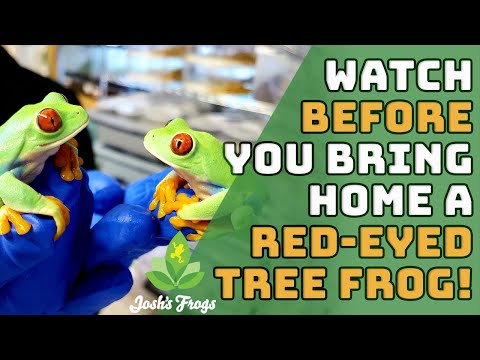 10 Things You Need Before Getting a Red-Eyed Tree Frog