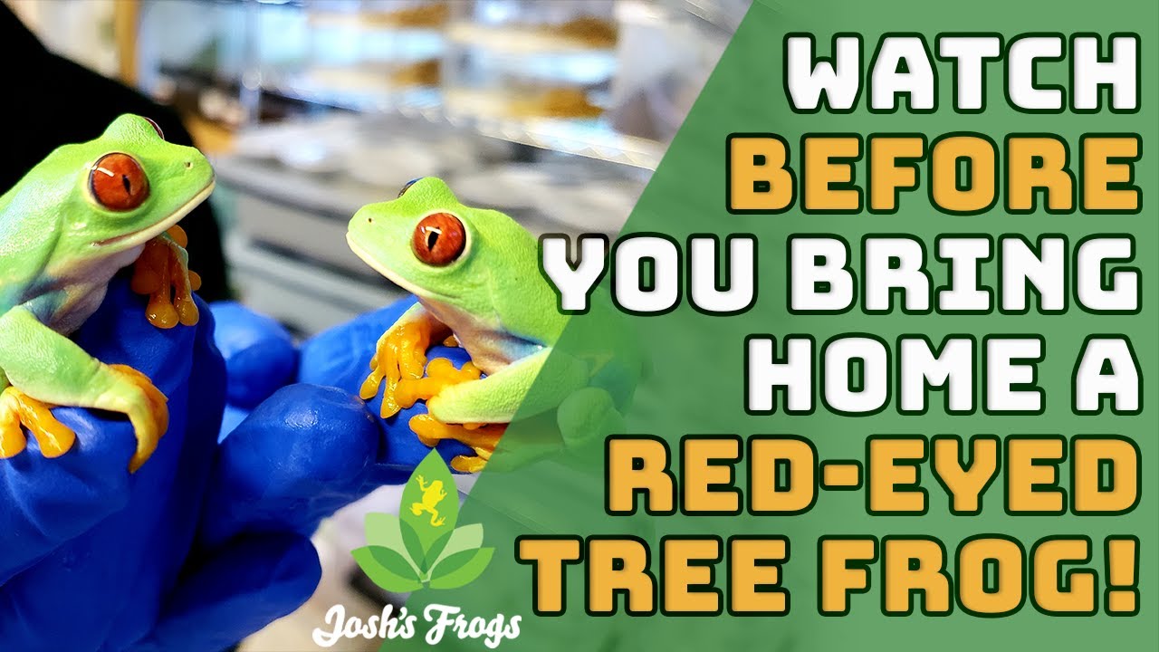10 Things You Need Before Getting a Red-Eyed Tree Frog
