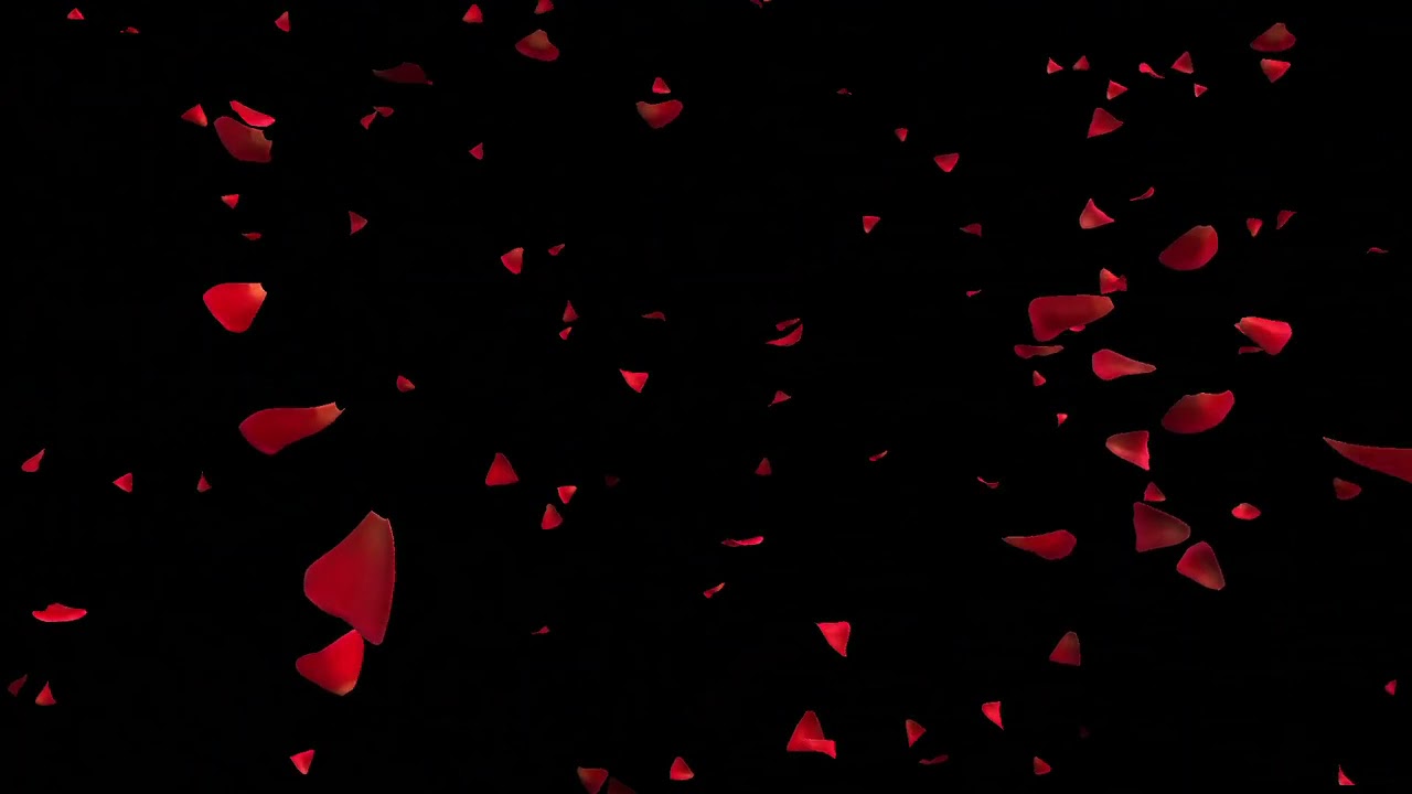 Rose Petals Falling | Background Video | Creative Commons Video