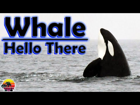 Whale Watching with Maya's Legacy Tours | San Juan Island | Friday Harbor
