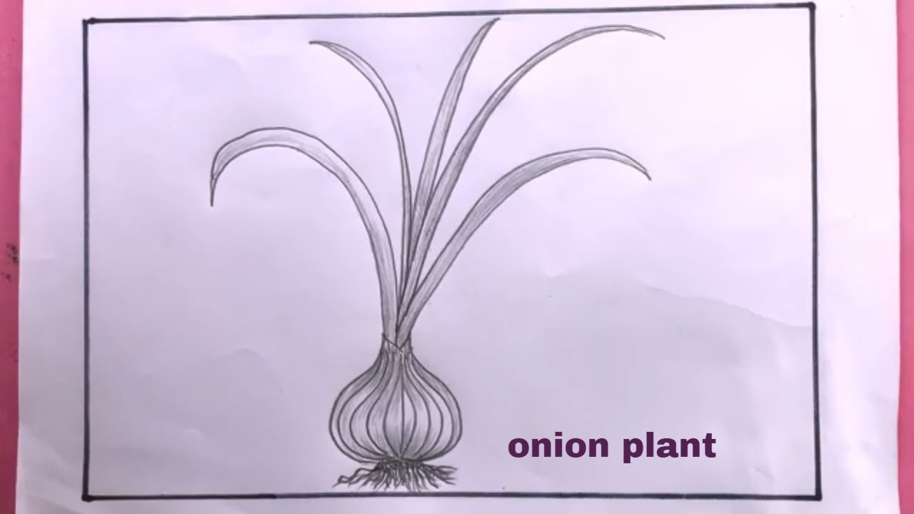 How To Draw Onion Plant/Onion Plant Drawing