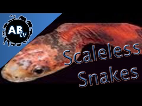 Scaleless Snakes : SnakeBytesTV : AnimalBytesTV