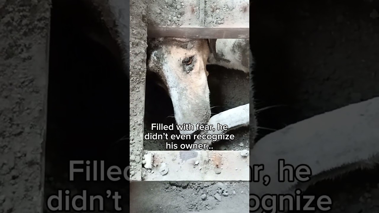 ⬆️❤️Full video attached above❤️ ⬆️ #wholesome #animals