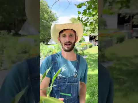 When do you pick your corn?