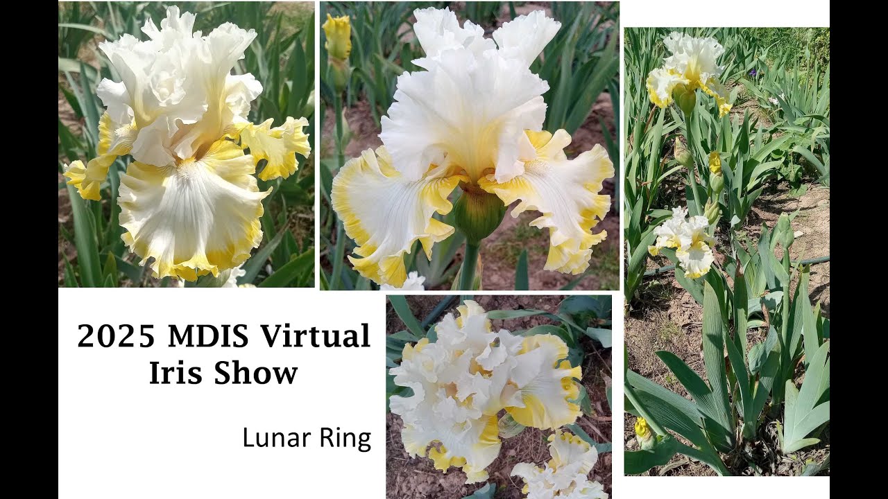 2025 MDIS Virtual Iris Show Final