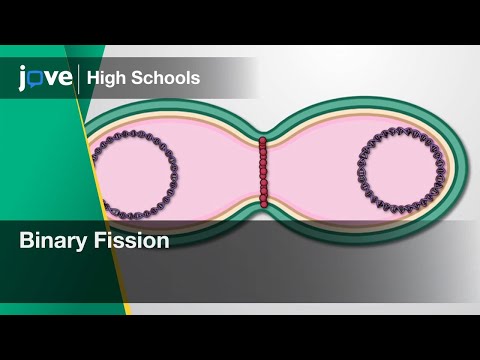 Binary Fission | Bio | Video Textbooks - Preview