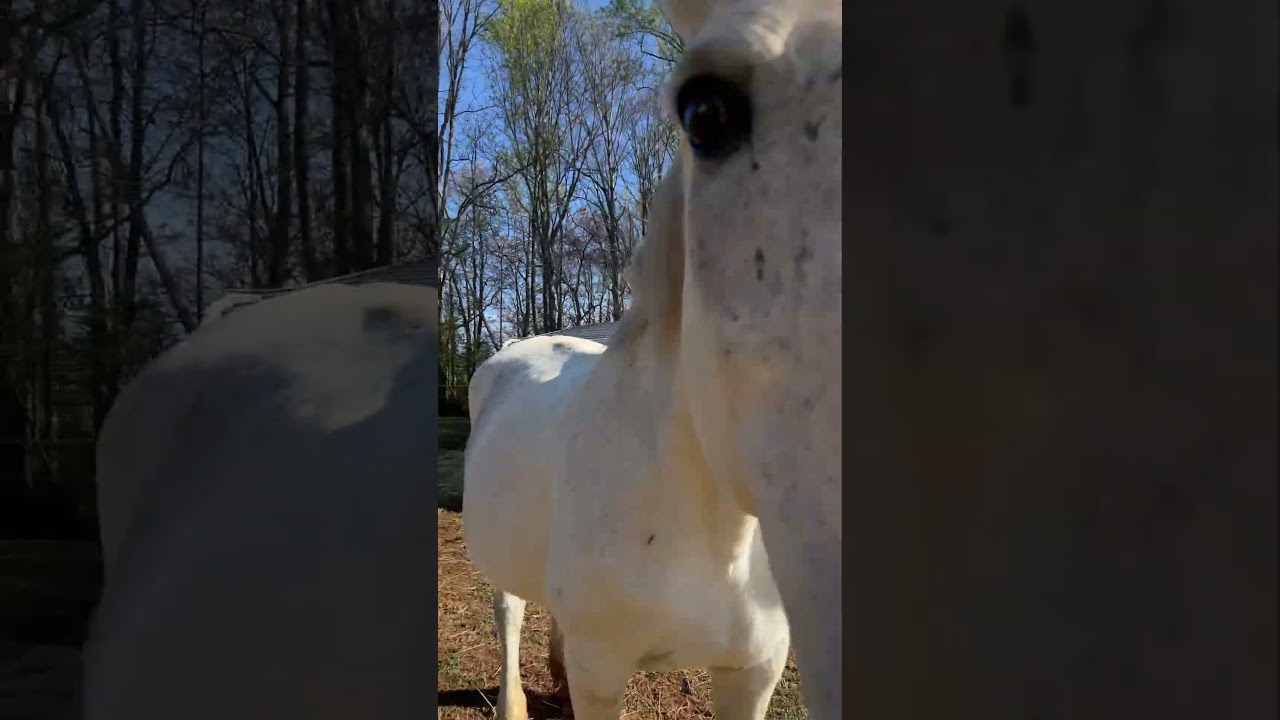 Mama check-in. When will she foal?