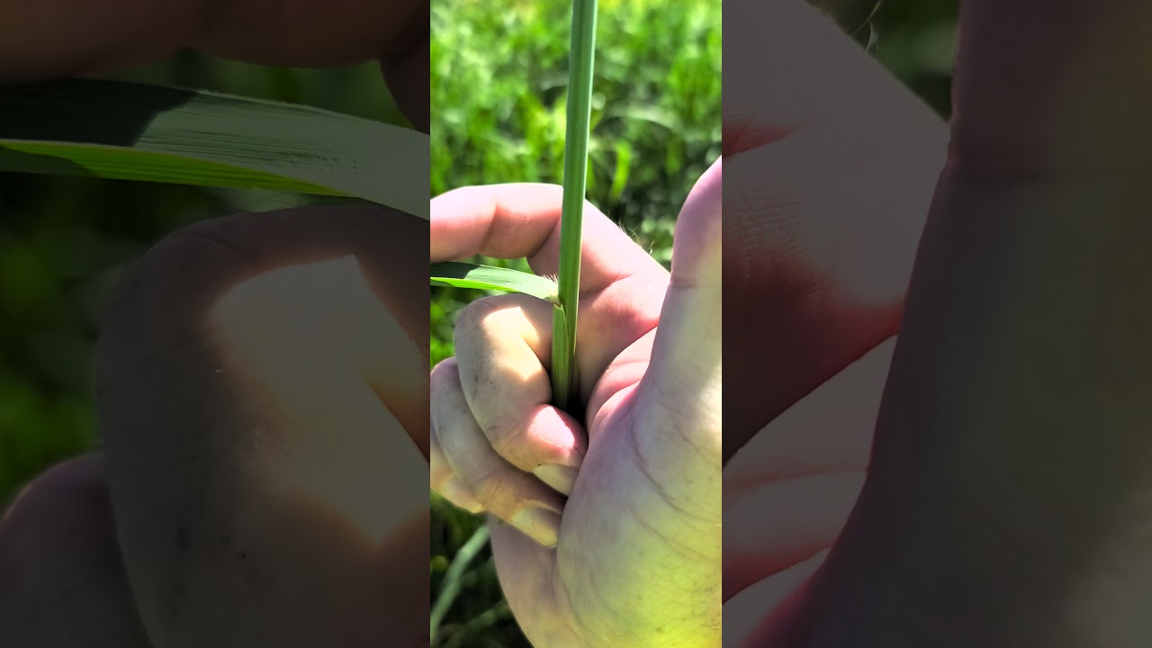 How to identify switchgrass