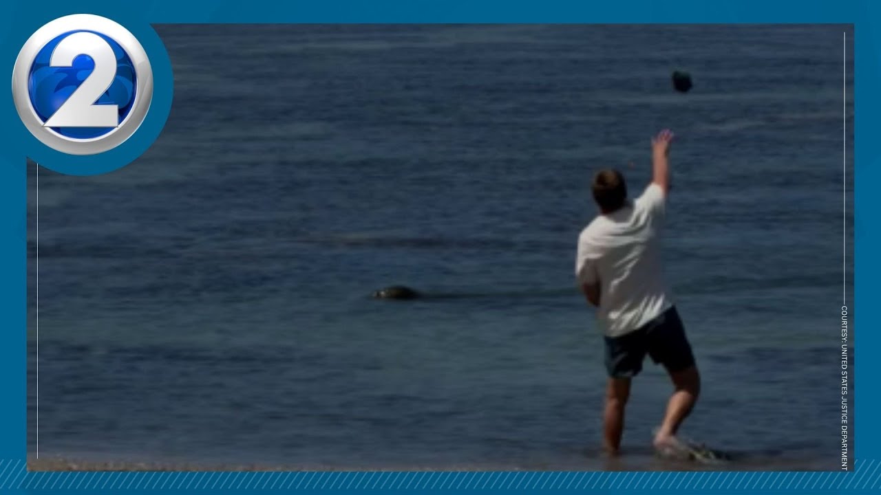 Washington Man arrested for throwing rock at endangered monk seal on Maui