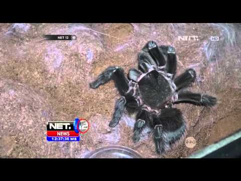 Warga Malang Kembangbiakkan Tarantula Hingga Ribuan Ekor - NET 12