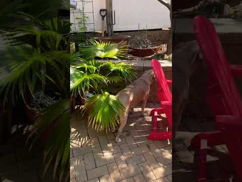 Dog Therapy😅 #nature #citygarden #dogtherapy #tropicalplant #dogshorts #dogs #naturetherapy #funny
