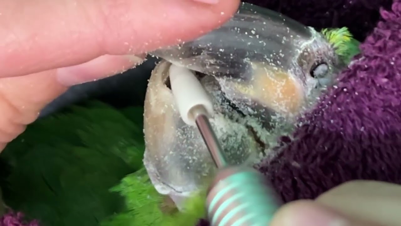 Paco's continuing beak care routine