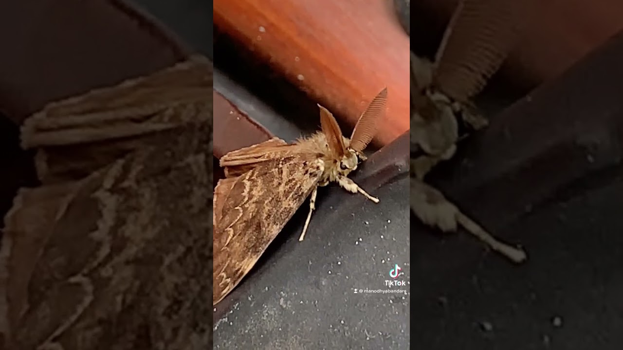 A Moth with feathery Antennae 😍  #shorts #moths