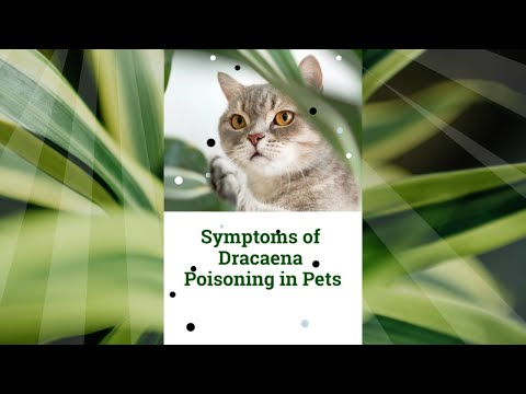 Symptoms of Dracaena Marginata Poisoning in Pets #shorts