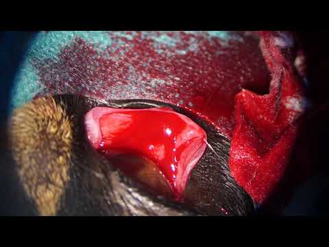 Noisette eversion cartilage en T membrane nictitante