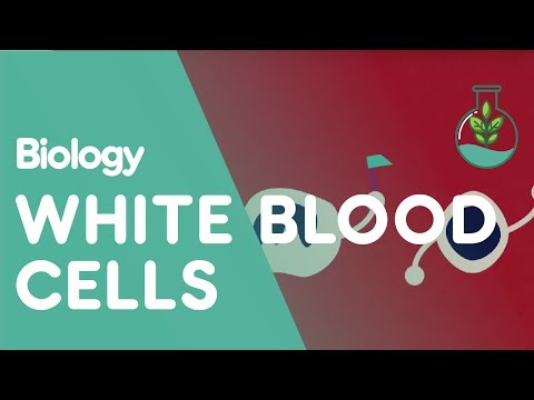 What Are White Blood Cells | Health | Biology | FuseSchool