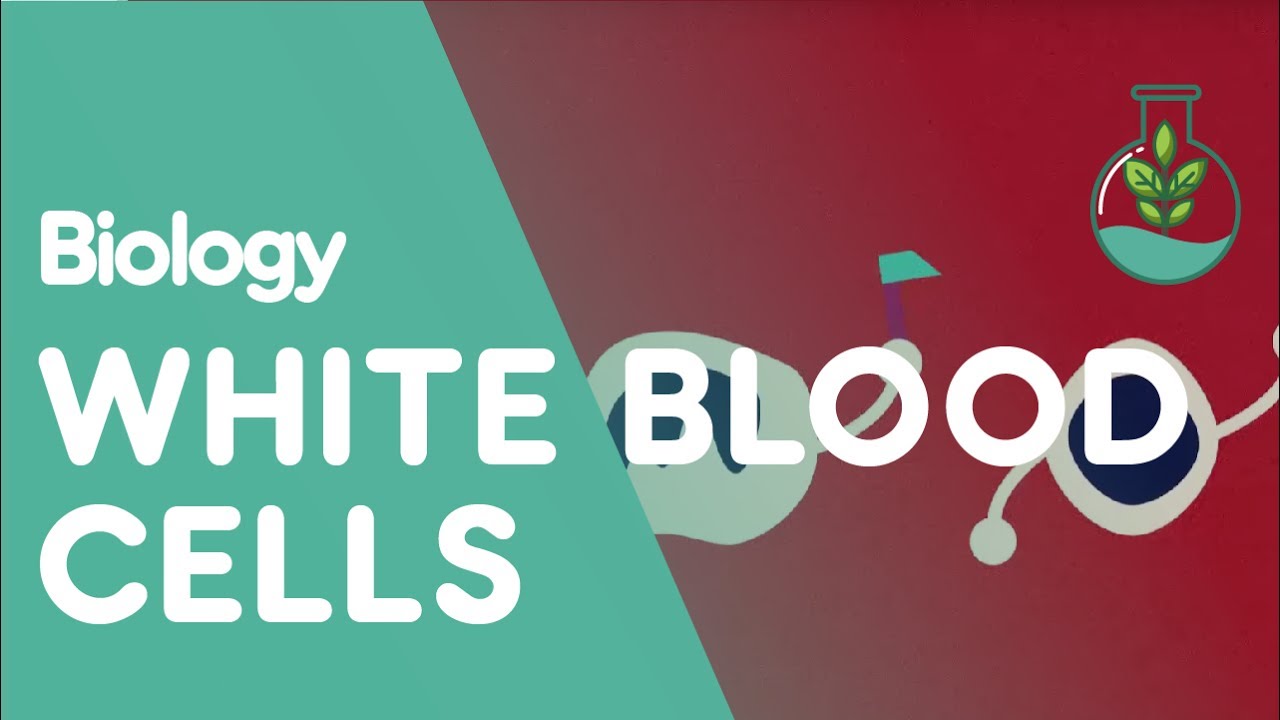 What Are White Blood Cells | Health | Biology | FuseSchool