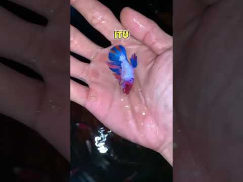 Bisa Nggak Betina Ikan Cupang Dicampur di Satu Aquarium??