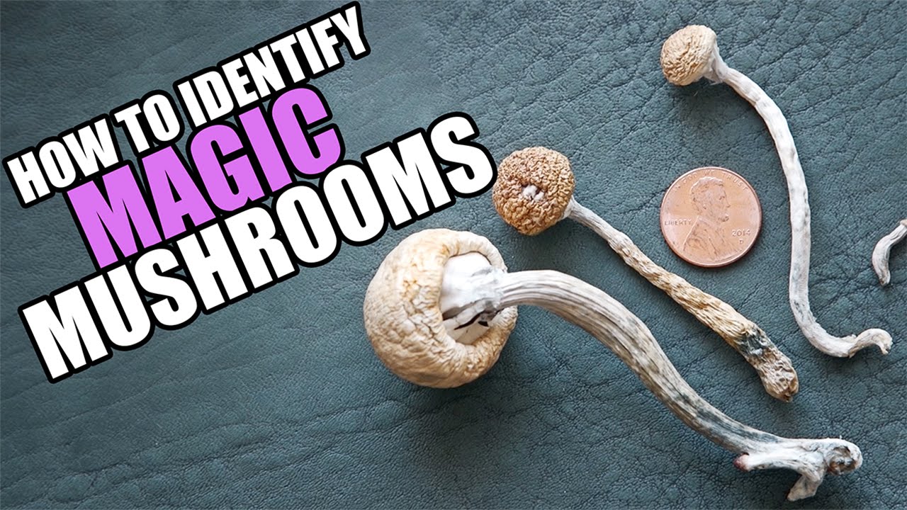 Drug Special: This is How You Identify Magic Mushrooms
