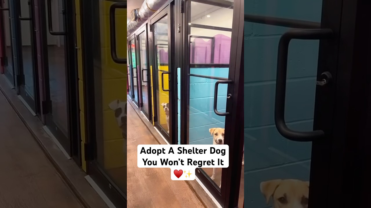 Yes, You Can Work Full Time and Still Adopt a Dog!