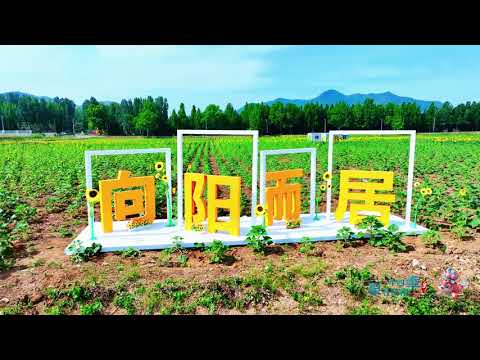 Sunflowers bloom in the sunflowers come to Gangcheng to visit this oil sunflower feast. Gangchen