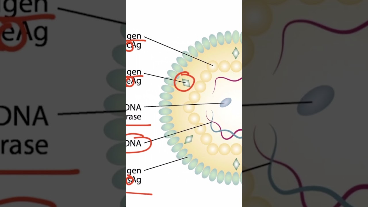Hepatitis B — The viral puzzle every USMLE student needs to master